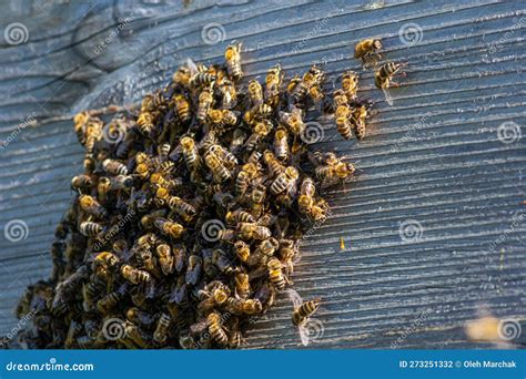 Swarm Of Honey Bees Flying Around Beehive Bees Returning From