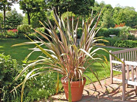 Ornamental Grasses To Grow In Containers