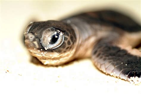Why Are Sea Turtles Important — See Turtles — See Turtles