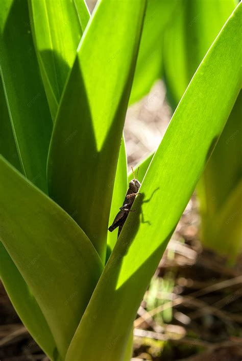 Grasshopper Sitting On The Leaf Details Antenna Grasshopper Photo Background And Picture For Grasshopper Sitting On The Leaf Details Antenna Grasshopper Photo Background And Picture For