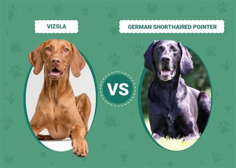 Vizsla Vs German Shorthaired Pointer The Key Differences With