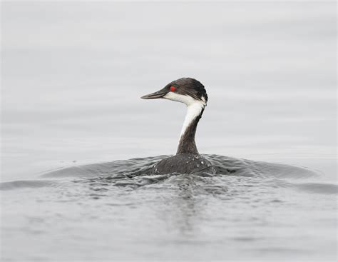 Explorations Of An Ecologist Junín Rails And Junín Grebes