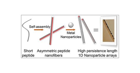 Linear One Dimensional Assembly Of Metal Nanostructures Onto An Asymmetric Peptide Nanofiber