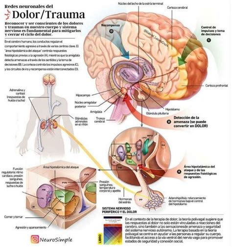 Dolor Y Trauma YUDOC ORG UDocz