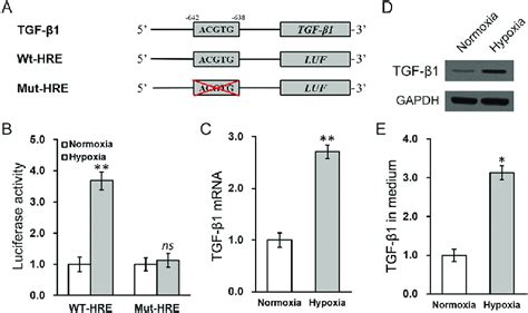 HIF-1a directly targets the hypoxia-responsive element (HRE) of TGF-b1 ...
