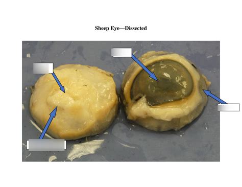Sheep Eye Dissected 2 Diagram Quizlet