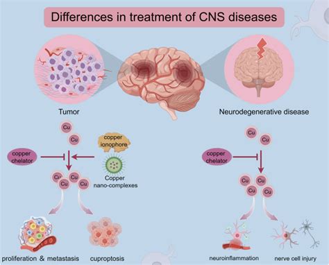 Copper Homeostasis And Cuproptosis In Central Nervous System Diseases