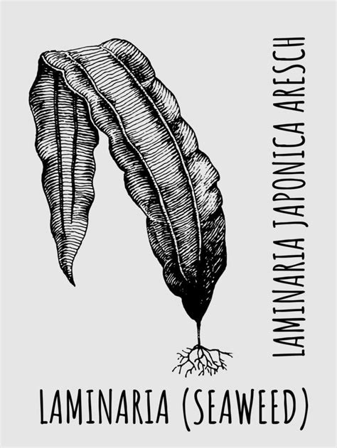 Vector Drawing Laminaria Sea Kale Hand Drawn Illustration The Latin Name Is Laminaria Japonica