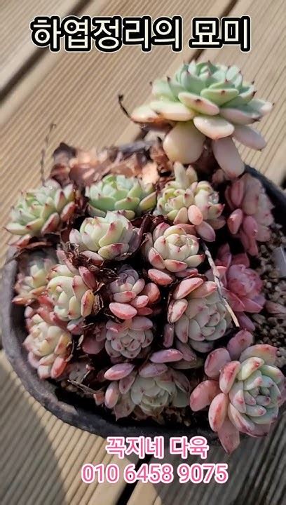 하엽정리국민이다육이명품다육대품꼭지네다육폭탄동 Youtube