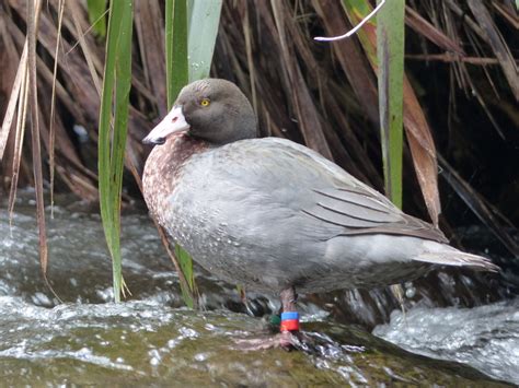 Native Bird Adaptations — Science Learning Hub