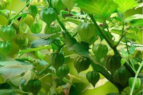 Everything You Wanted To Know About Ground Cherries Gardeners Magazine