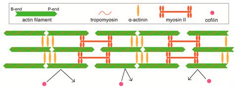 Long Range And Directional Allostery Of Actin Filaments Plays Important