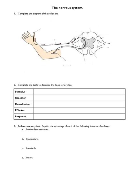 L1 Spinal Cord And Brain Worksheet Pdf Central Nervous System
