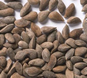 Colorado Blue Spruce Glauca Seeds Trusted Uk Supplier