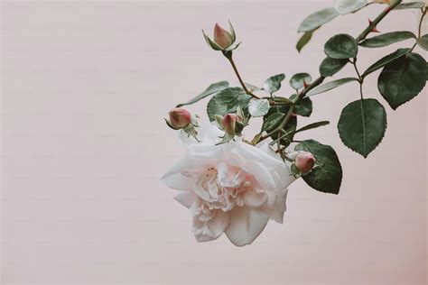 ピンクの背景に緑の葉を持つ白いバラの写真 Unsplashの壁紙の画像