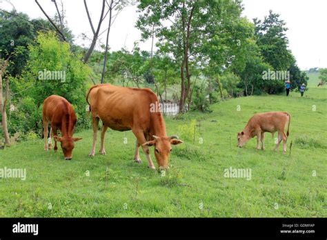 Xiaogan Xiaogan Chn 20th July 2016 Xiaogan China July 16 2016