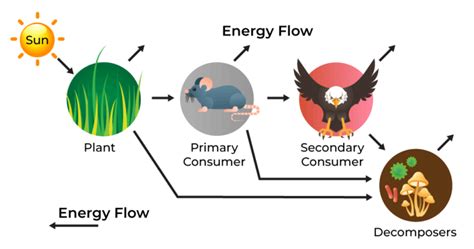 Inoculating Loop Biology Simple