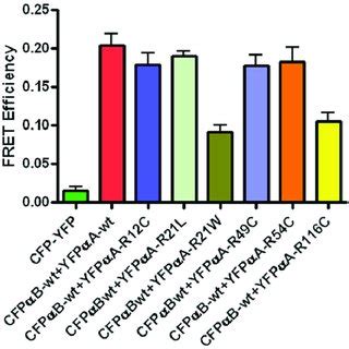 Bar Diagram Showing The Level Of FRET Efficiency FRET Efficiency Download Scientific Diagram