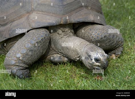 Seychelles Giant Tortoise Aldabran Giant Tortoise Aldabra Giant