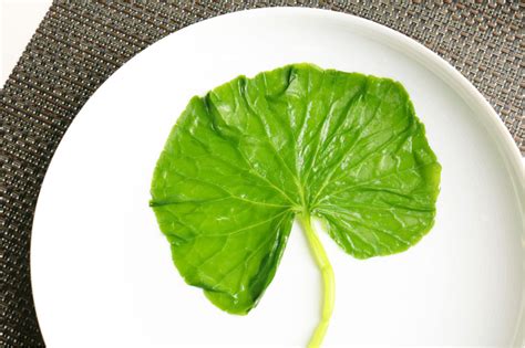 6월제철 나물 고추냉이 잎