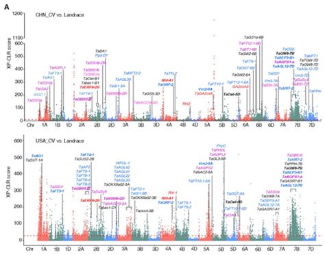 现代小麦育种对基因组和表型的重塑中国科学院遗传与发育生物学研究所