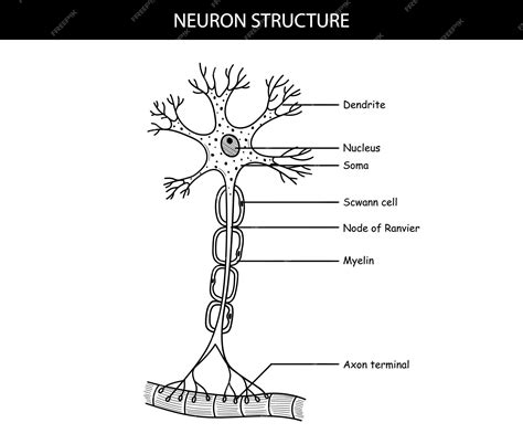 Ilustração Anatômica De Um Neurônio Em Estilo De Desenho Animado