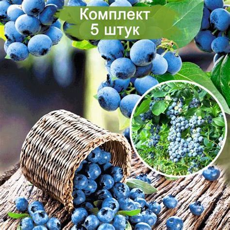 Саженцы голубики Норт Блю (North Blue) - 5 шт. купить в Москве и ...