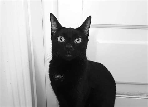 B365 Start Răsfăț Pentru „pisica Polițistă” De Pe Calea Victoriei