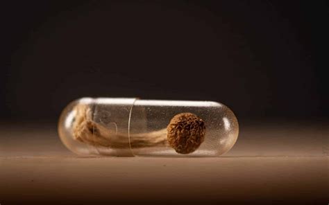 Psilocybin Microdosing A Comprehensive 2025 Guide Daytryp Health