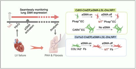 周斌组揭示肺动脉高压疾病中特定内皮细胞的endomt激活过程 中国科学院分子细胞科学卓越创新中心