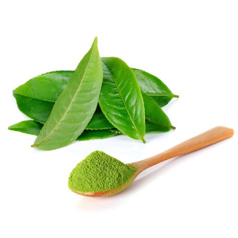 Экстракт зеленого чая - Купить зеленый чай, Camellia sinensis ...