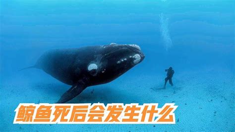 鲸鱼死后会发生什么鲸鱼尸体为什么会爆炸何为一鲸落万物生 自然 动物 好看视频