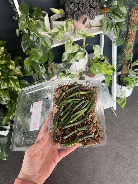 Whats The Best Propogation Method For Monstera Esqueleto Wet Sticks I Currently Have Mine In