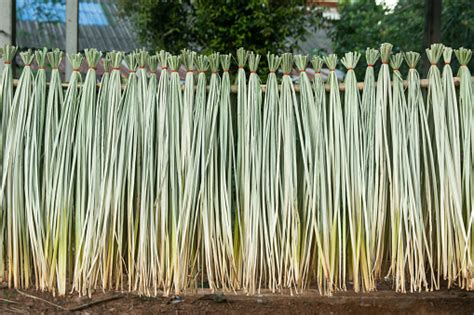 Cyperus Imbricatus 또는 리드 만든된 갈 대 매트에 대 한 건조 0명에 대한 스톡 사진 및 기타 이미지 0명