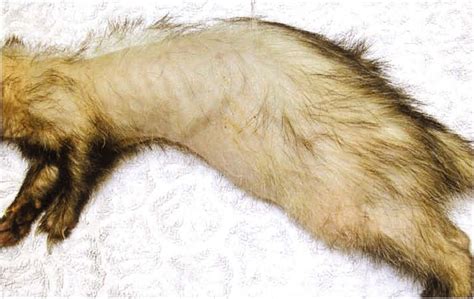 Adrenal Gland Disease In Ferrets By John Chitty British Veterinary