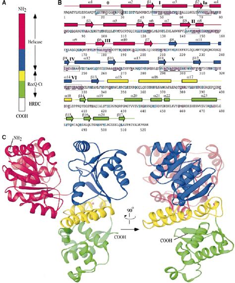 Structure Of The Li Recq Catalytic Core A Schematic Diagram Of
