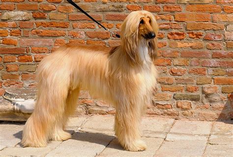 Are You Curious About Which Is The Tallest Dog Breed