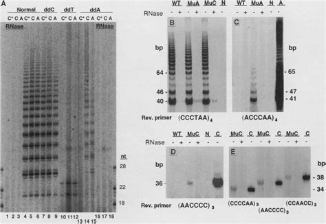 Telomerase Activity A Download Scientific Diagram