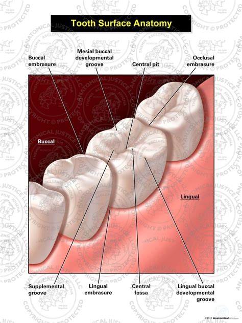 Tooth Surface Anatomy Stock Medical Illustration For Trial Graphics