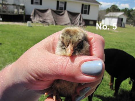 Attachments In Thread Sexing Easter Eggers Backyard Chickens