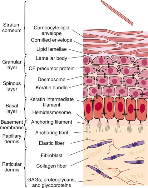The Skin Of The Neonate Clinical Tree