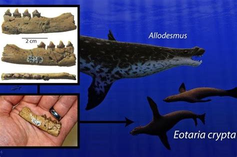 Scientists Discover Oldest Fur Seal Fossil