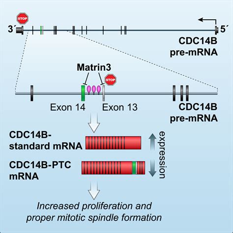 Matrin3 Regulates Mitotic Spindle Dynamics By Controlling Alternative Splicing Of Cdc14b Cell