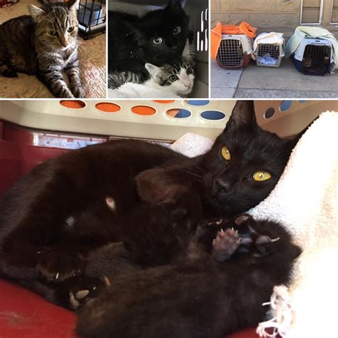 Meet Our Six New Kitties From Give Me Shelter Cat Rescue