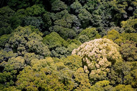 how many trees there are in the world and how many we cut down every