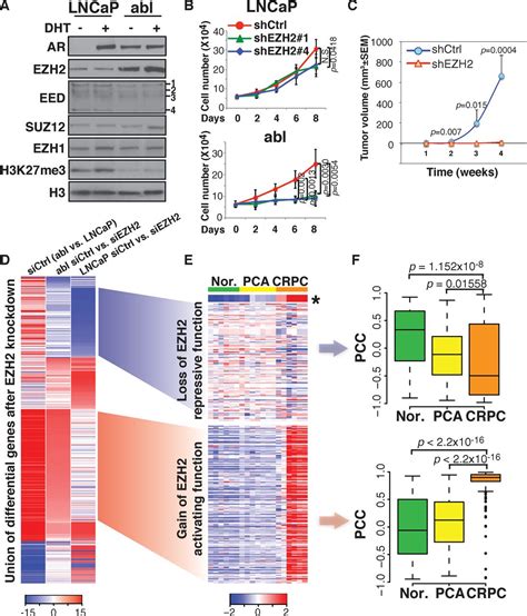 Ezh2 Oncogenic Activity In Castration Resistant Prostate Cancer Cells