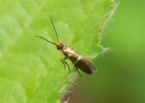 Micropterix Aruncella British Nature Guide