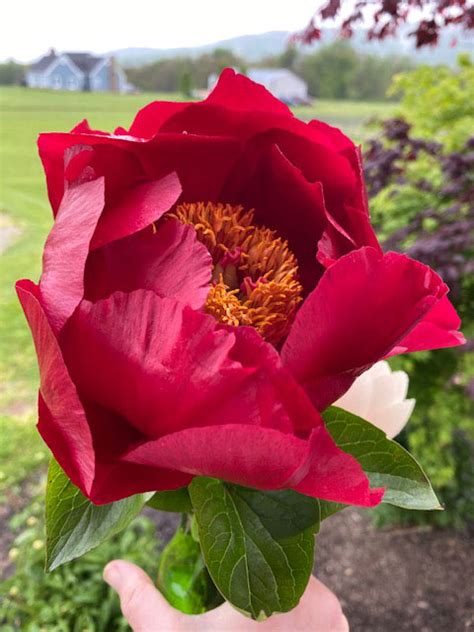 Mackinac Grand Midsommar Farm Llc