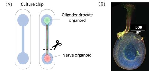 3d Super Resolution Imaging Of Myelin Structure In Human Ipsc Derived Myelin Sheath Organoids By
