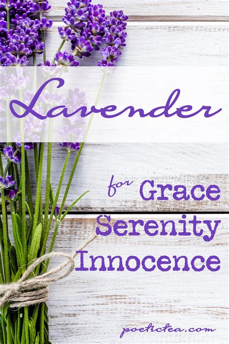 Lavender Symbolism And Benefits — Poetic Tea Company